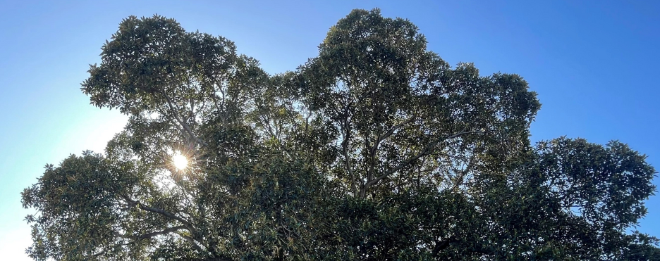 Georges River Council - Significant Tree Register